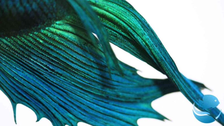 Can Damaged Fins Grow Back? - AquaLifeTank