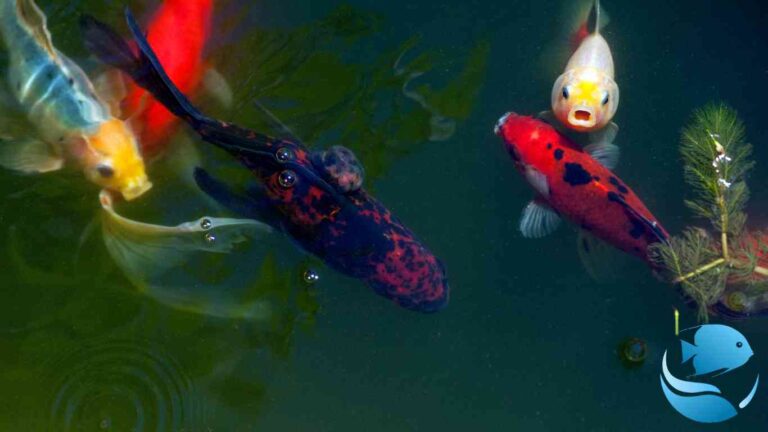 Cure Swim Bladder Disease In Fish - AquaLifeTank