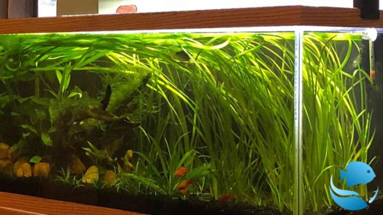 How To Make a Biological Filter For Aquarium - AquaLifeTank