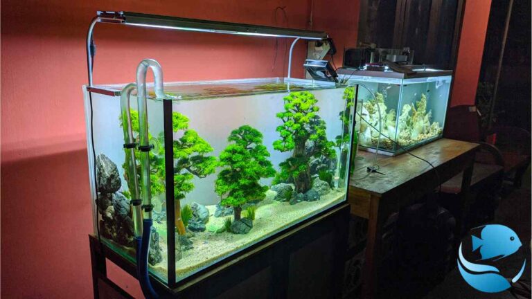 Quarantine Tank For New or Sick Fish (What it is and why you need one ...